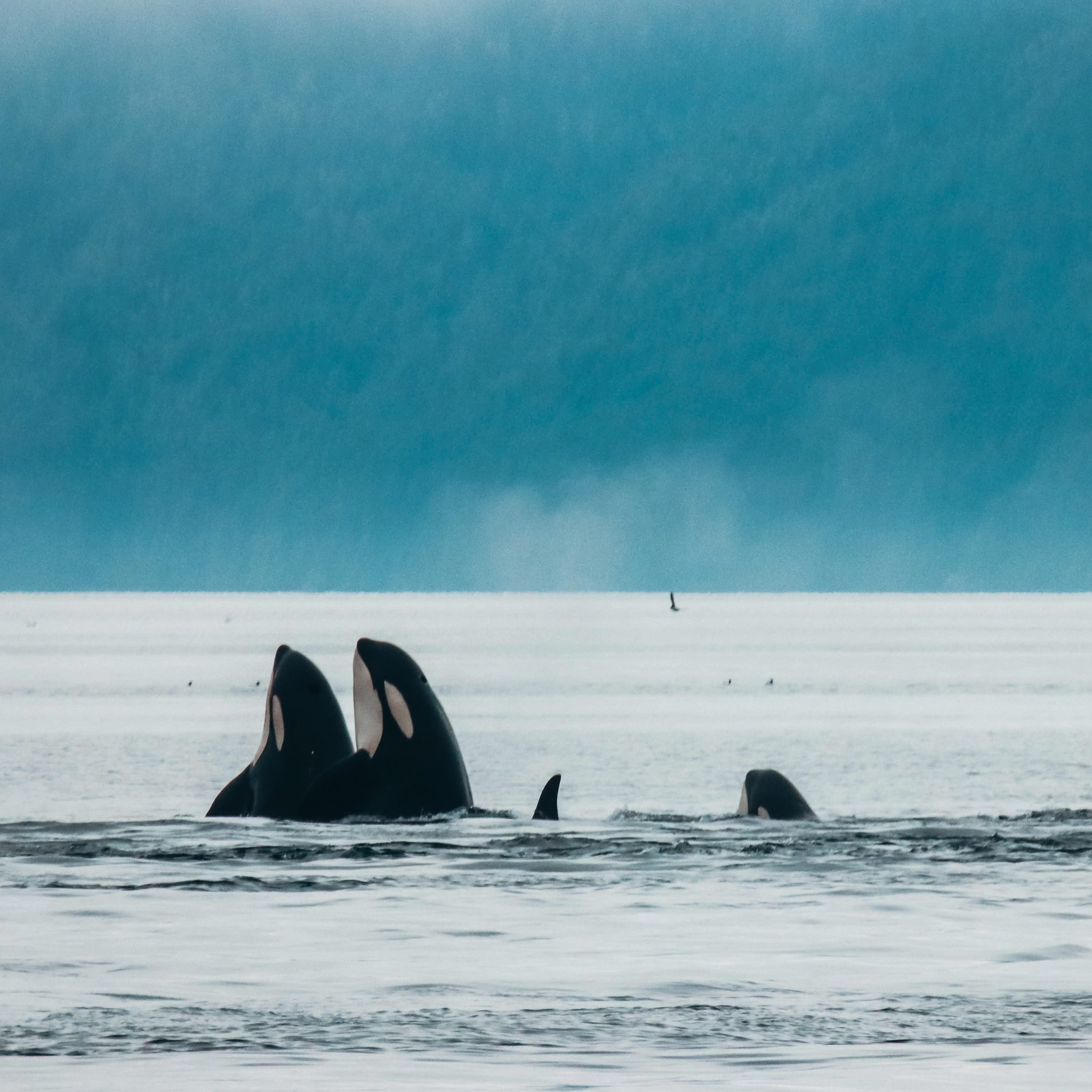 Wildlife to See in Telegraph Cove - North Island Kayak