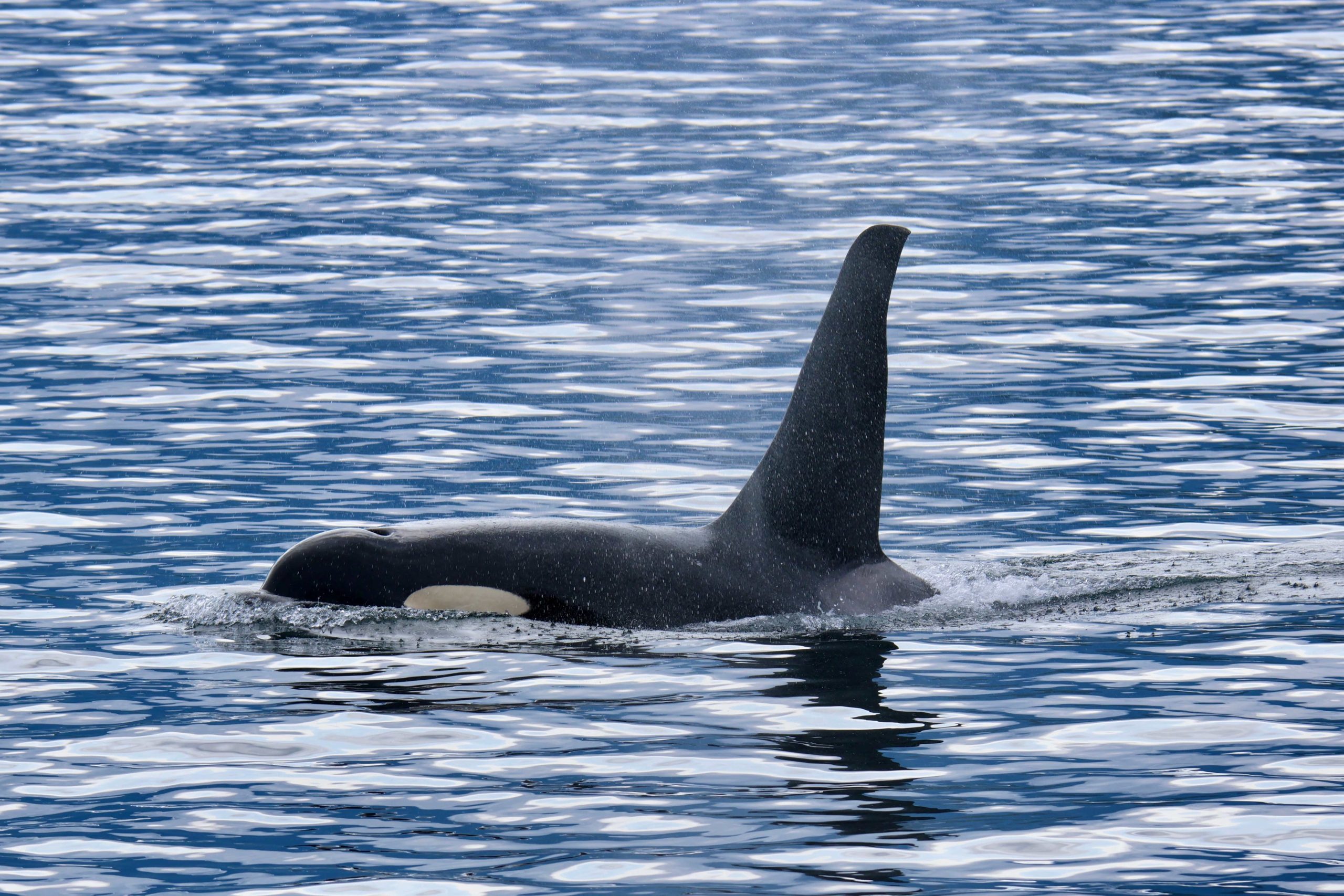 Orcas in BC's waters - North Island Kayak