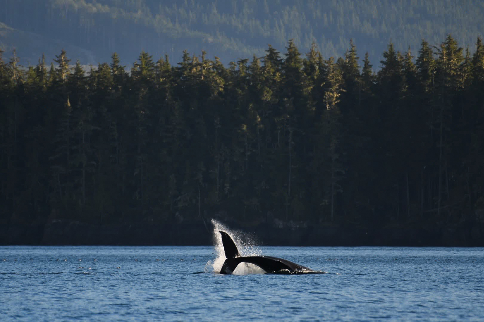 Best Time to Kayak in Telegraph Cove (Month-by-Month Guide) - North ...